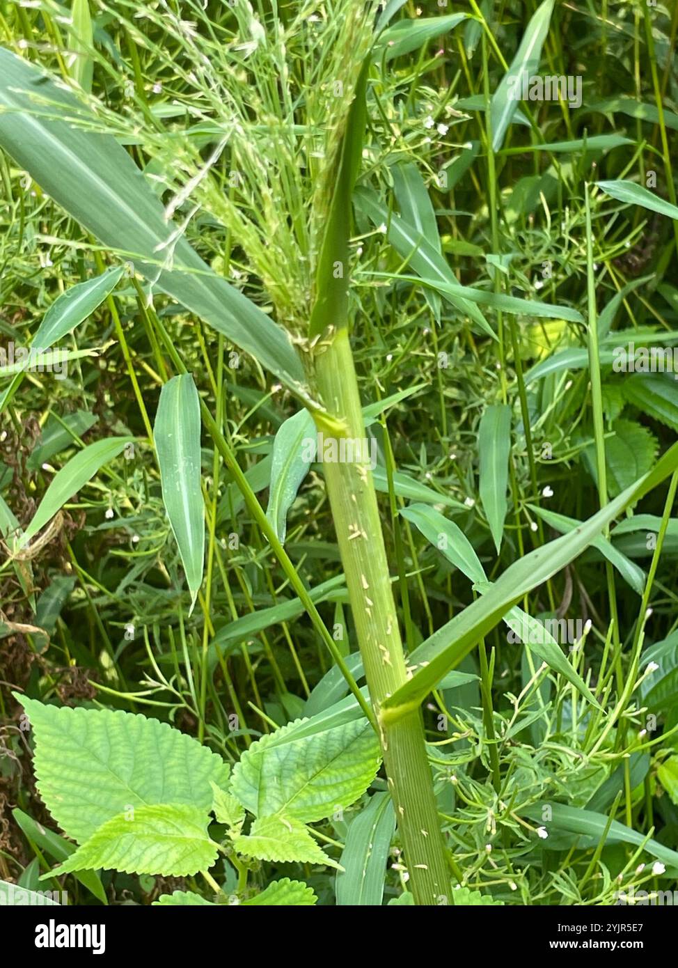Smooth Witchgrass (Panicum dichotomiflorum Stock Photo - Alamy