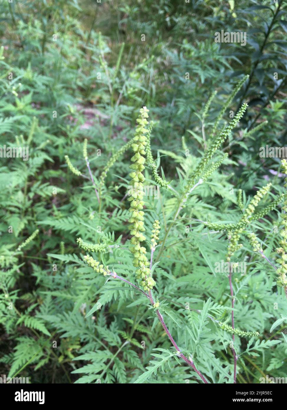 common ragweed (Ambrosia artemisiifolia Stock Photo - Alamy