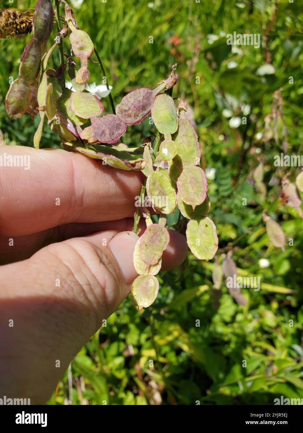 Western Sweet-vetch (Hedysarum occidentale Stock Photo - Alamy