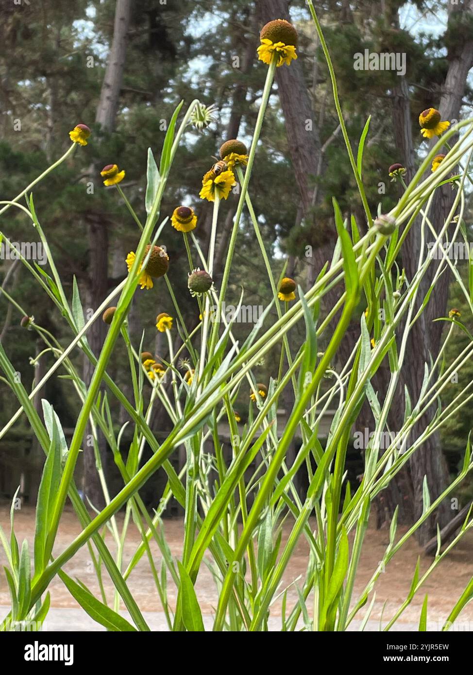 Rosilla hi-res stock photography and images - Alamy