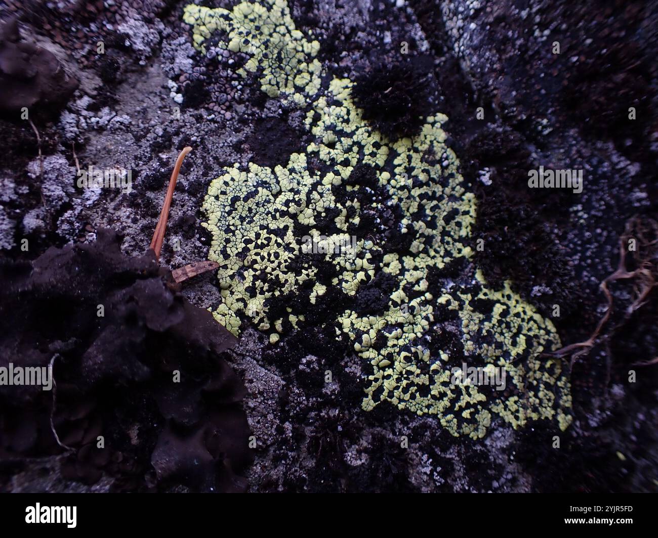 lemon map lichen (Rhizocarpon macrosporum Stock Photo - Alamy
