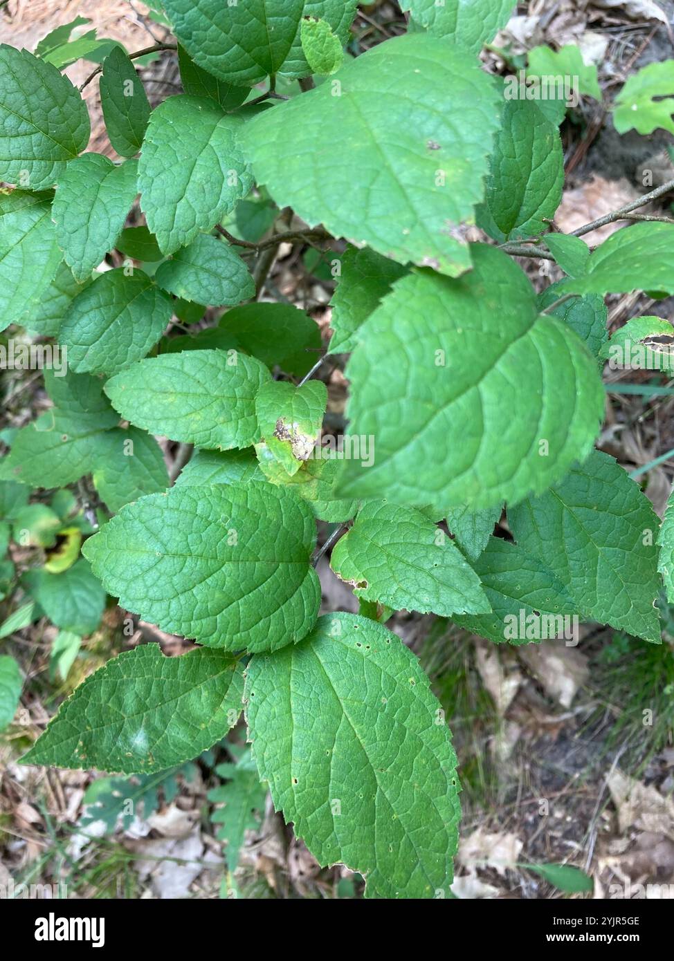 Dwarf Hackberry (Celtis tenuifolia Stock Photo - Alamy