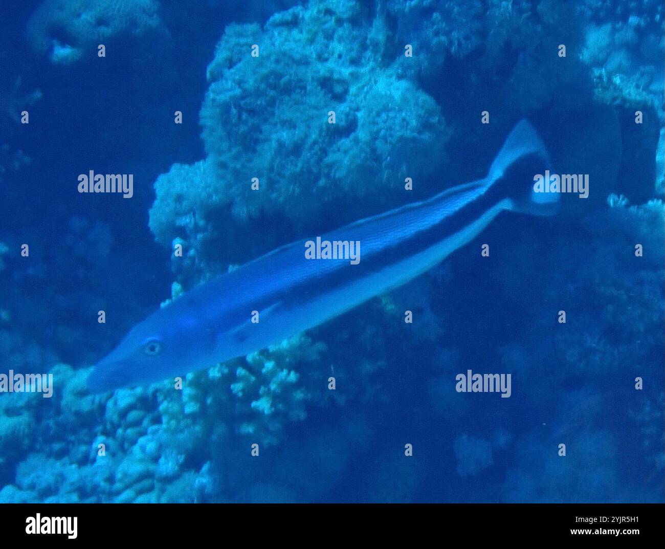 Malacanthus hi-res stock photography and images - Alamy