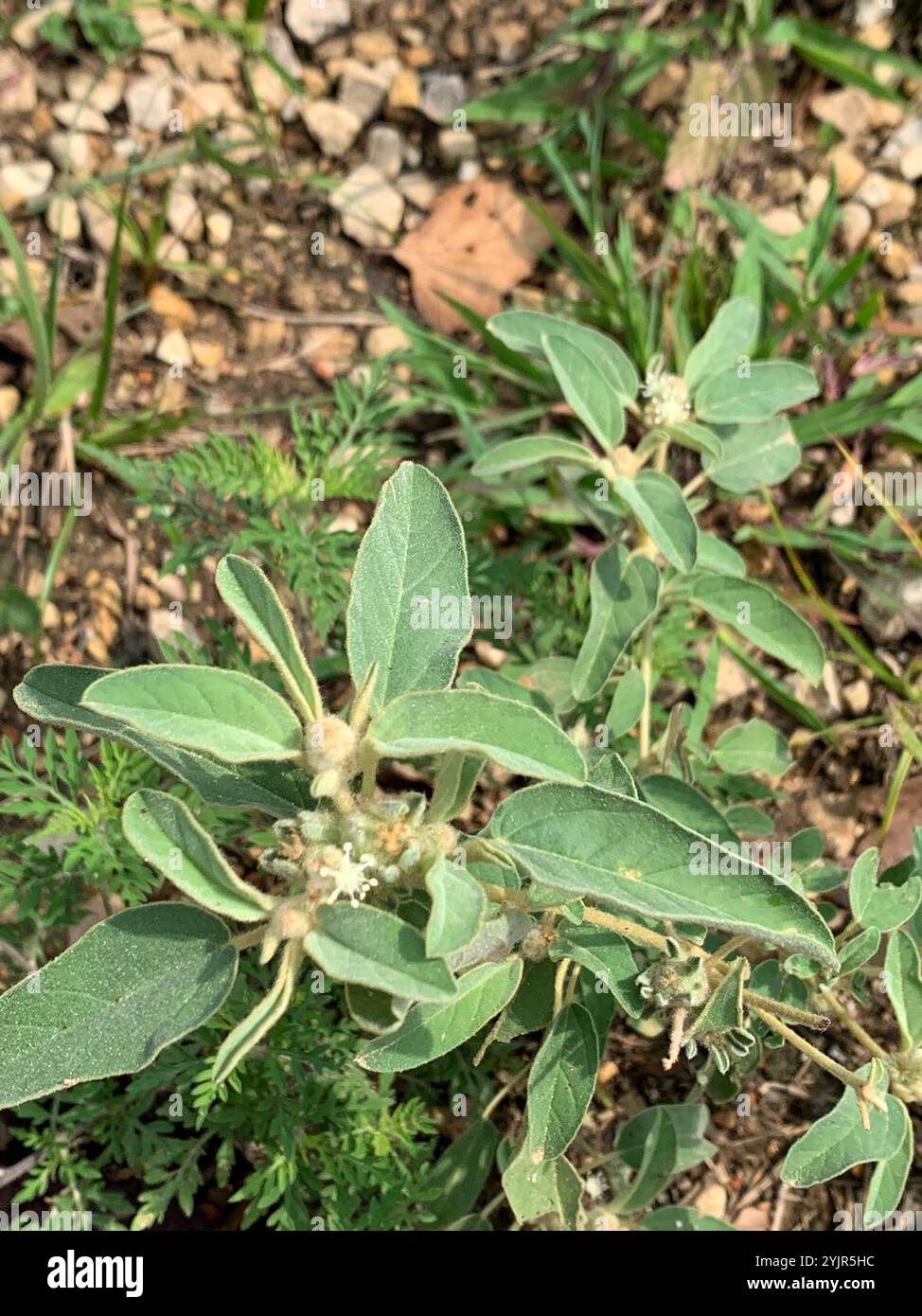 Croton capitatus hi-res stock photography and images - Alamy