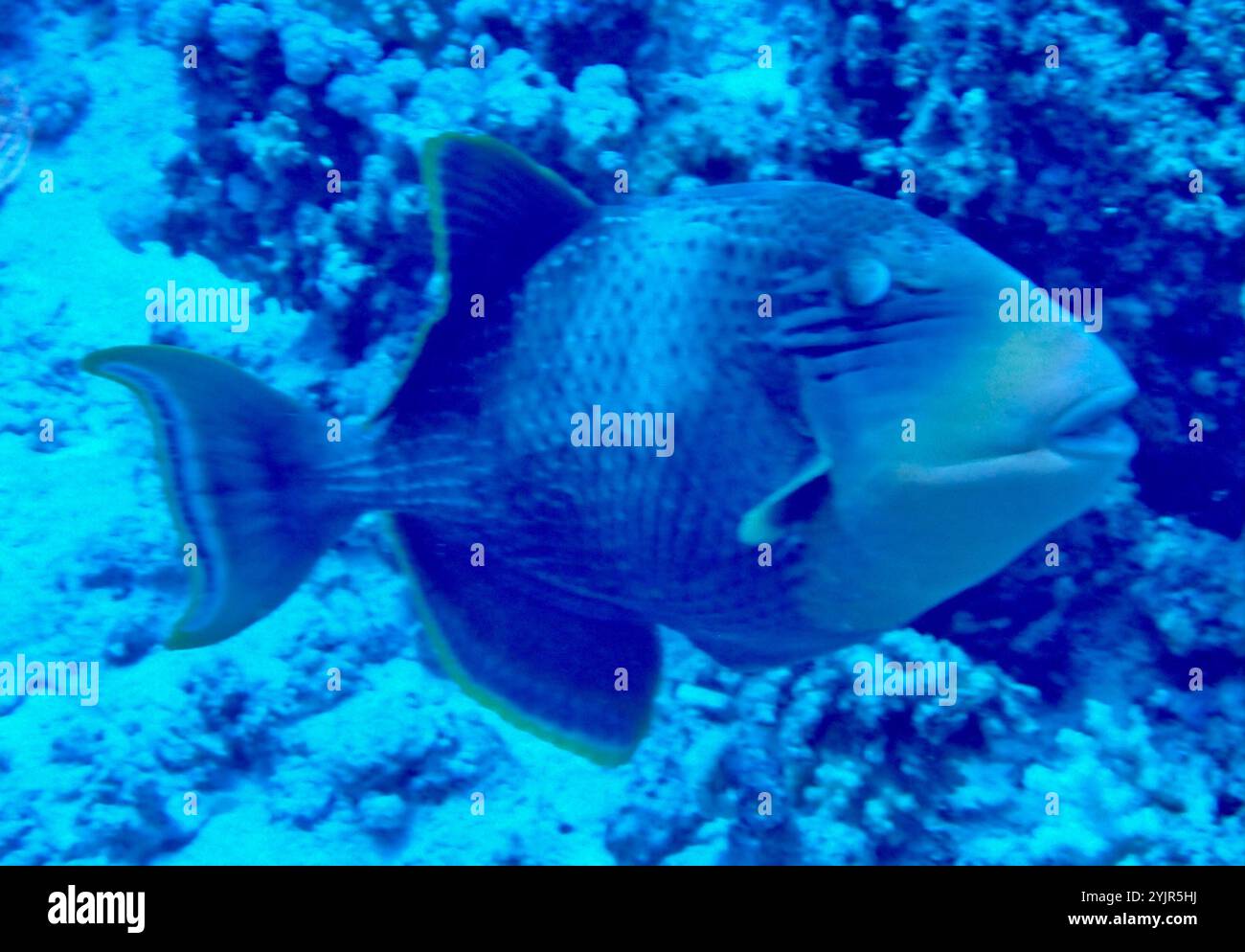 Yellowmargin Triggerfish (Pseudobalistes flavimarginatus Stock Photo ...