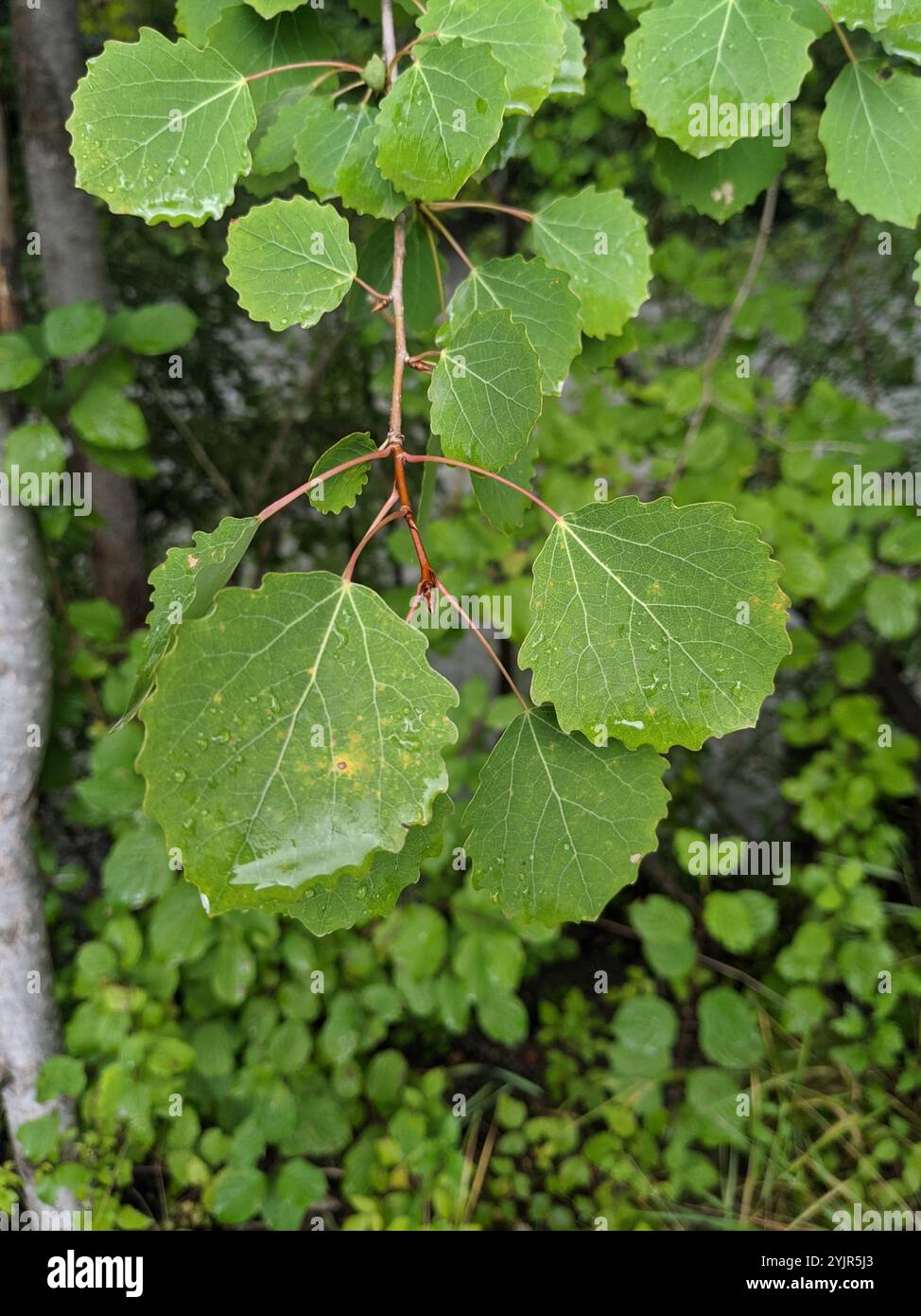 European aspen (Populus tremula Stock Photo - Alamy