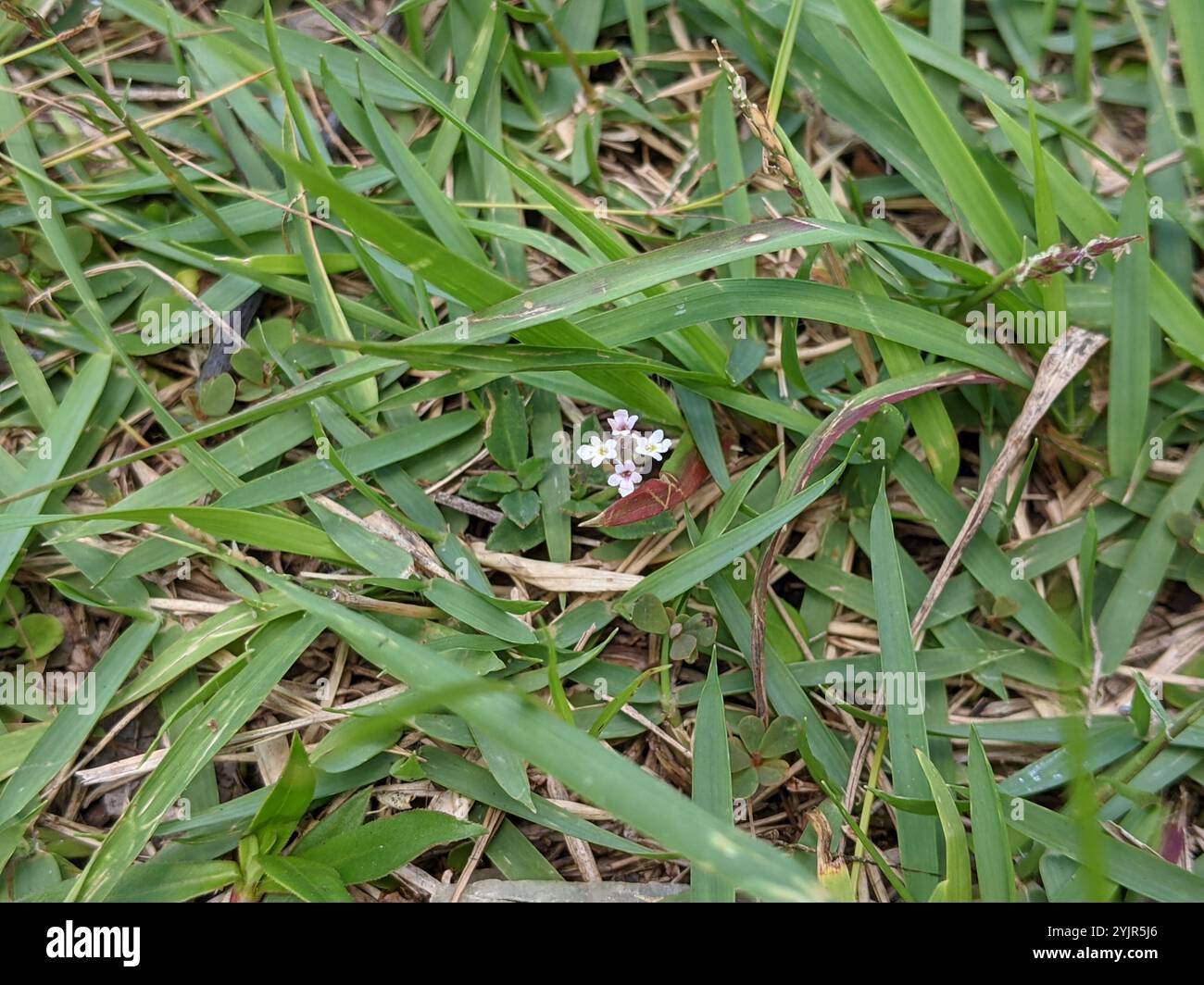 turkey tangle frogfruit (Phyla nodiflora Stock Photo - Alamy