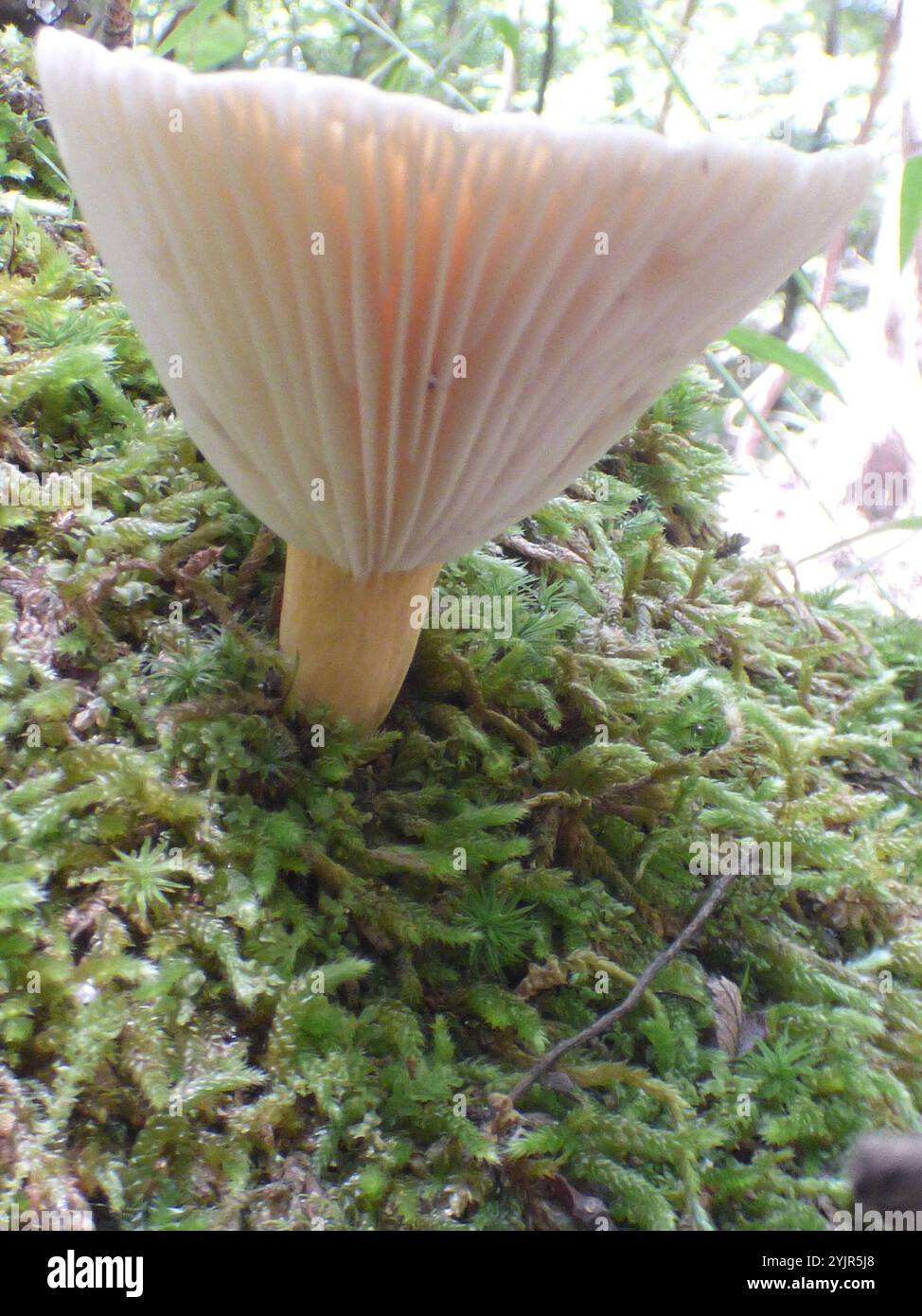 hygrophorus milkcap (Lactifluus hygrophoroides Stock Photo - Alamy