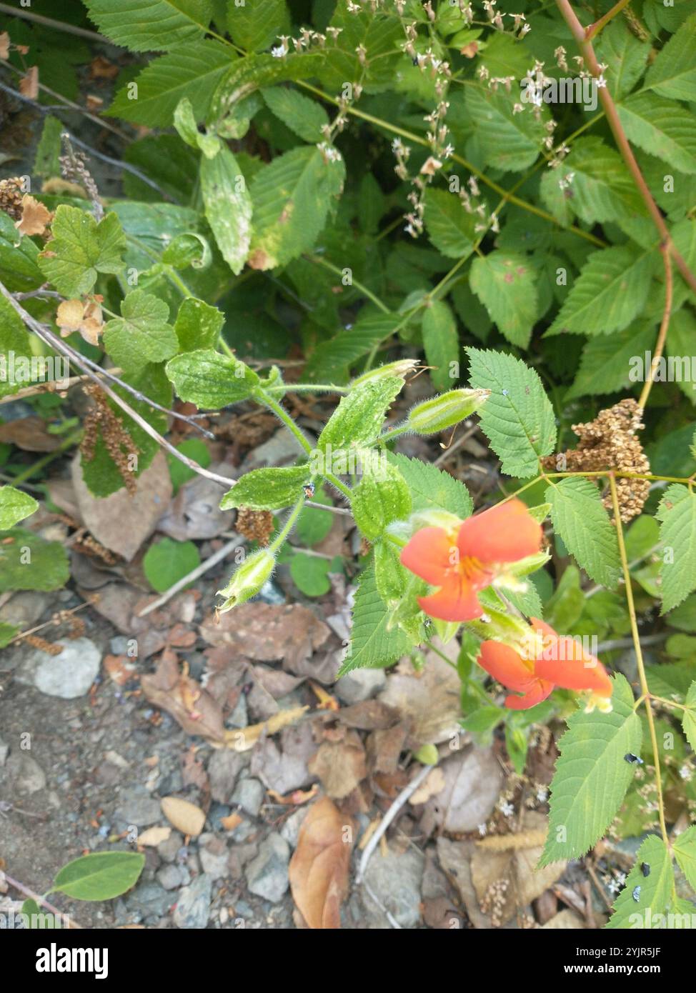 scarlet monkeyflower (Erythranthe cardinalis Stock Photo - Alamy