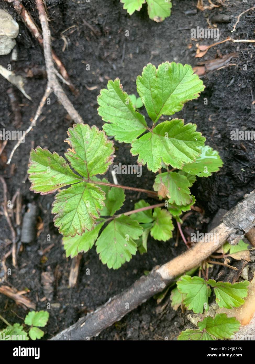 Arctic raspberry (Rubus arcticus Stock Photo - Alamy