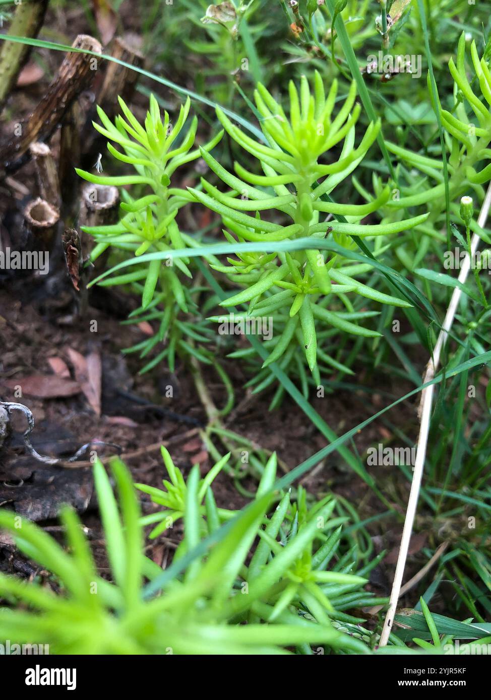 Reflexed Stonecrop (Petrosedum rupestre Stock Photo - Alamy