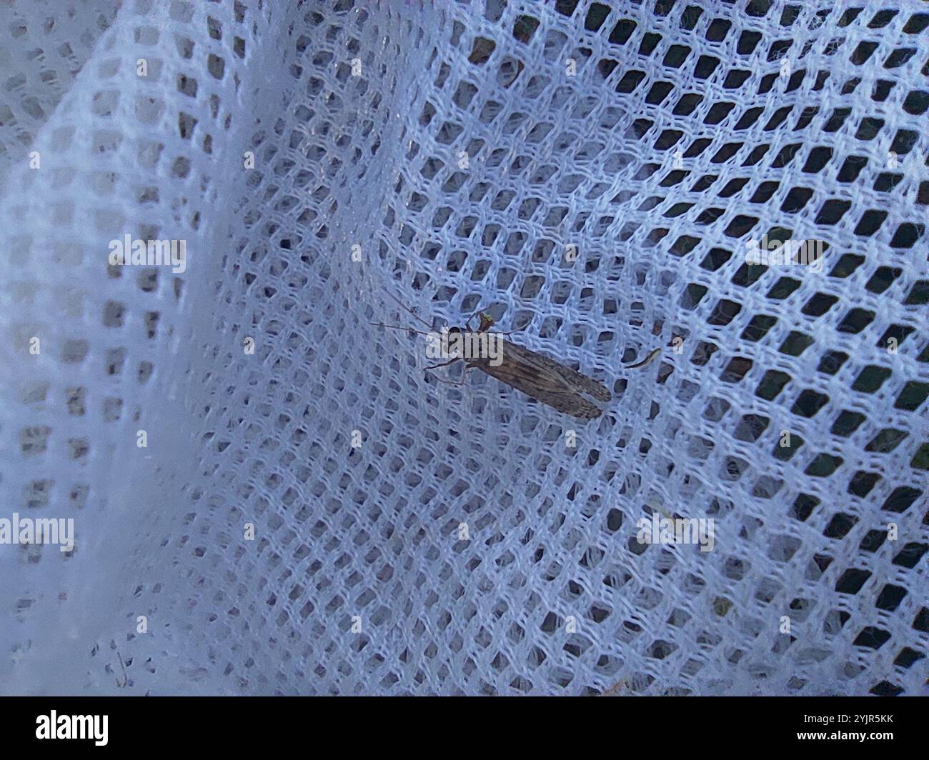 Hydropsyche hi-res stock photography and images - Alamy