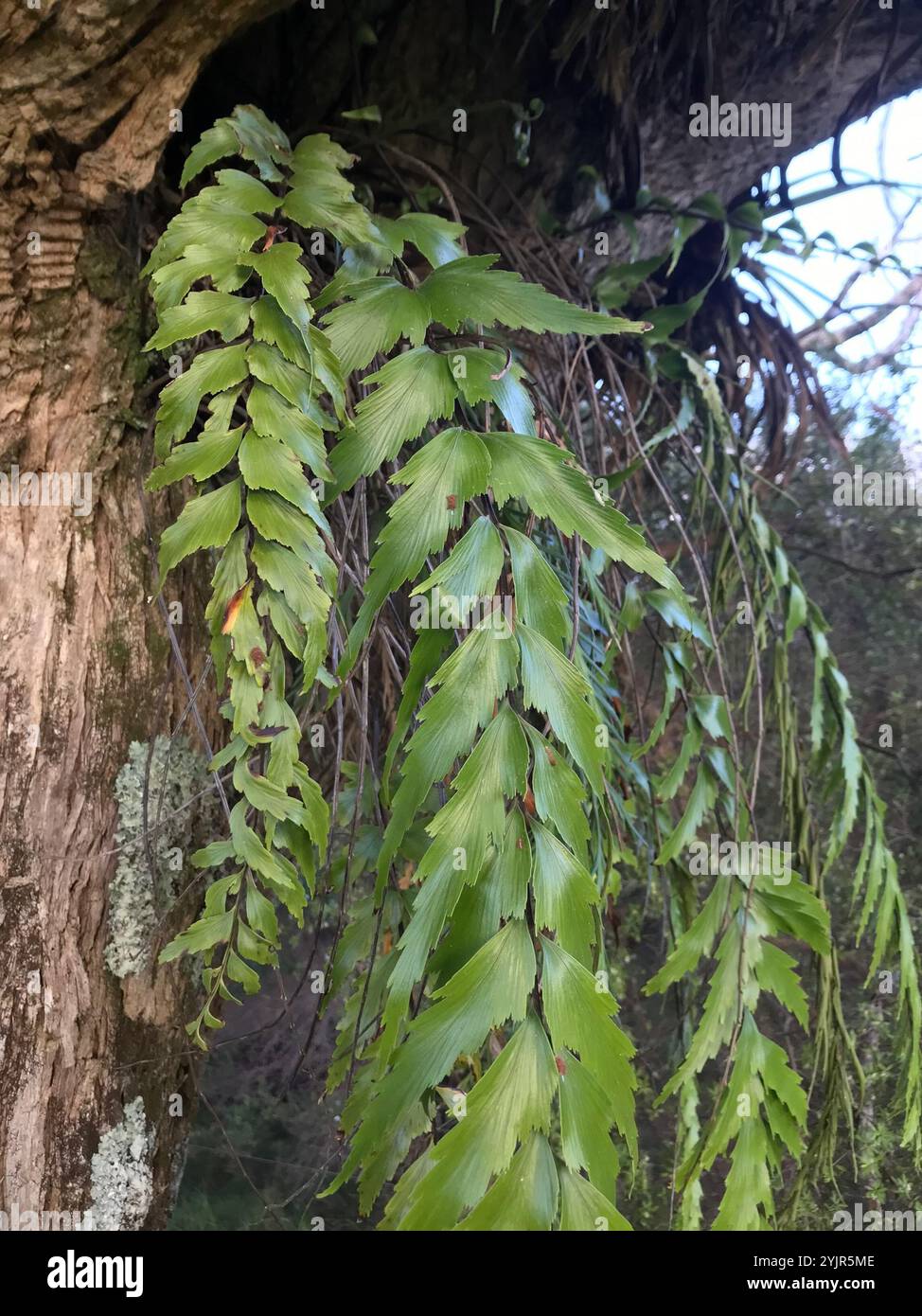 Mare's Tail Fern (Asplenium polyodon Stock Photo - Alamy