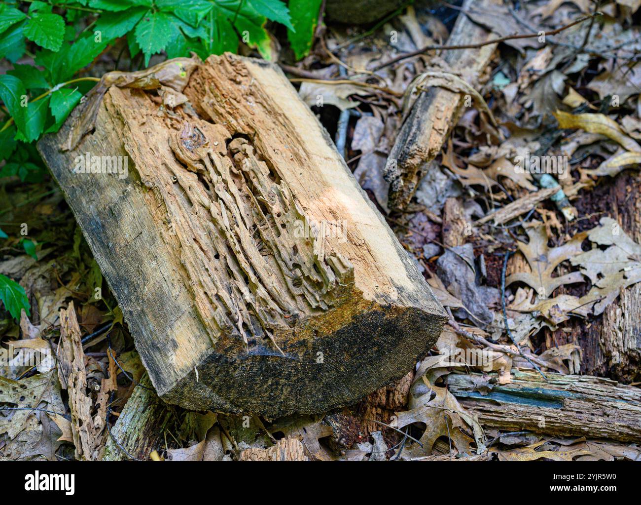 Open section of fallen and split tree trunk with worm activity visible ...
