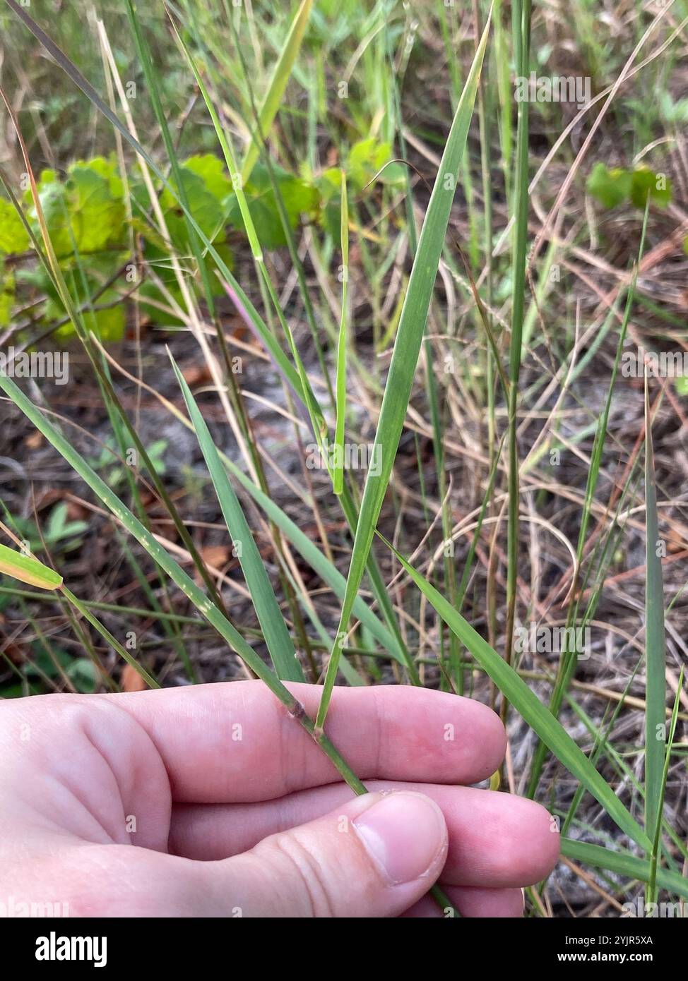 Natal grass (Melinis repens Stock Photo - Alamy