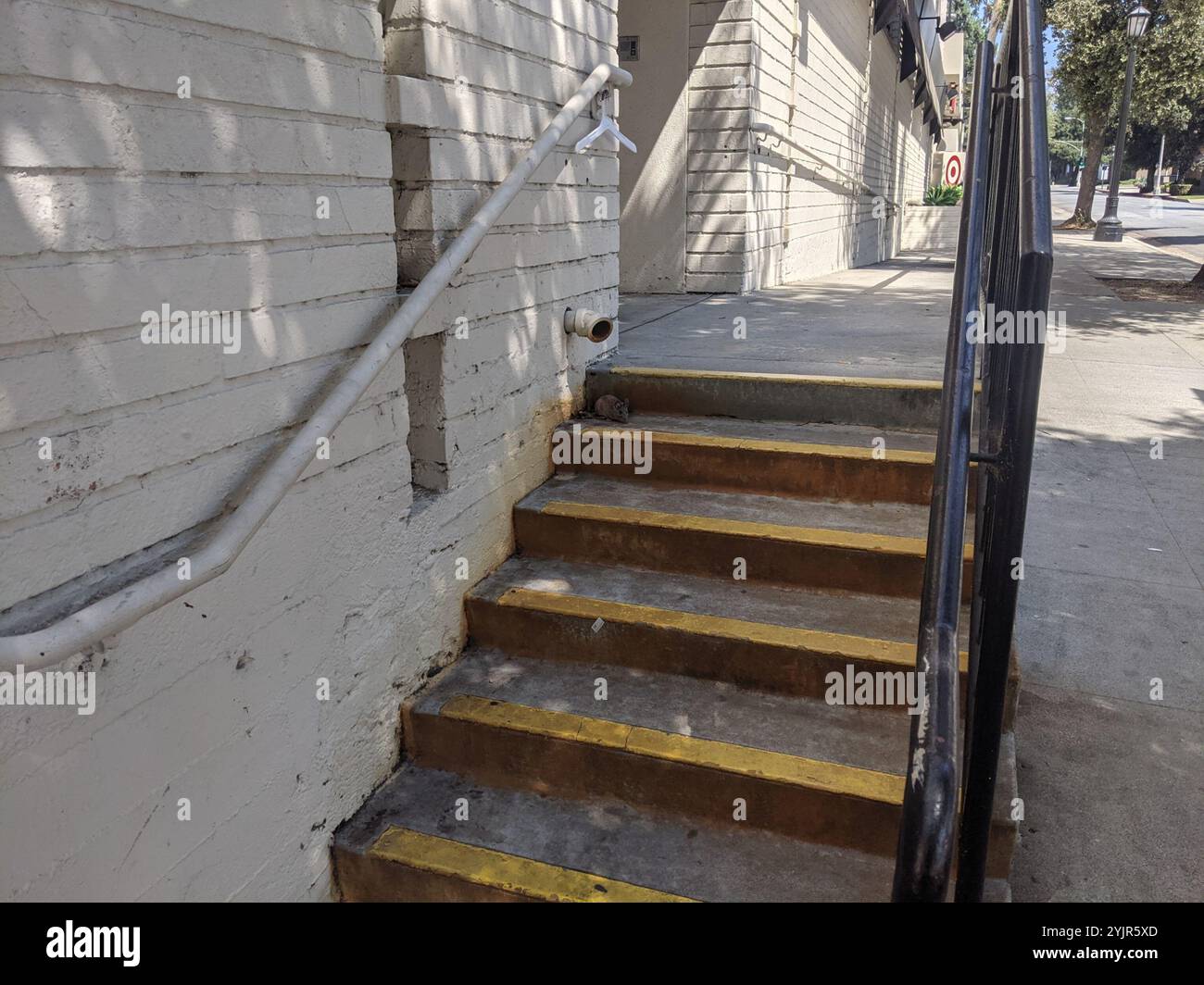 Neotoma macrotis hi-res stock photography and images - Alamy