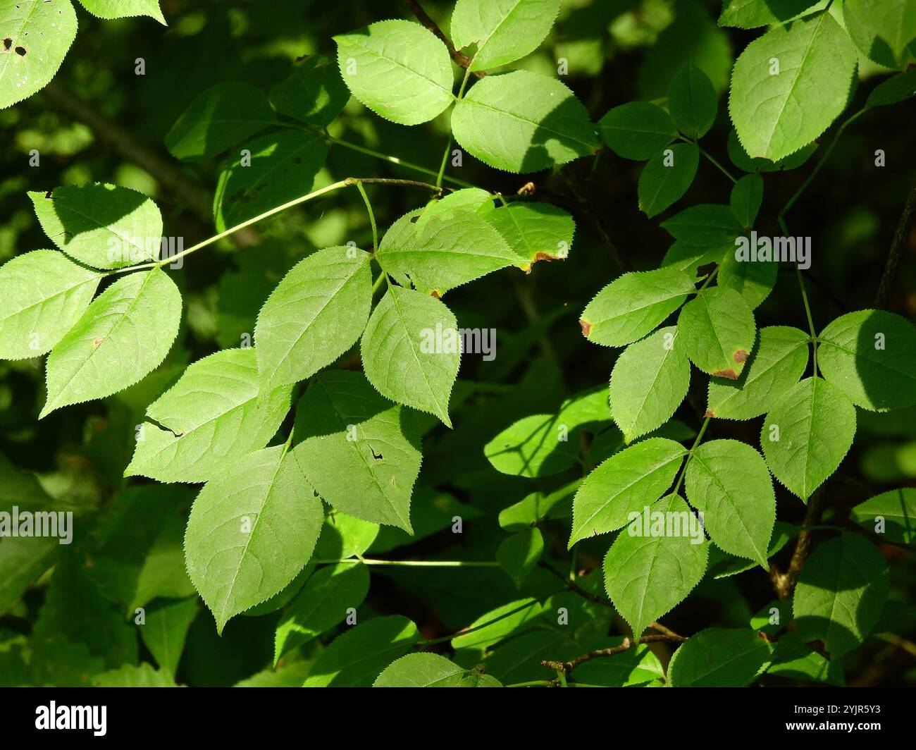 American bladdernut (Staphylea trifolia Stock Photo - Alamy