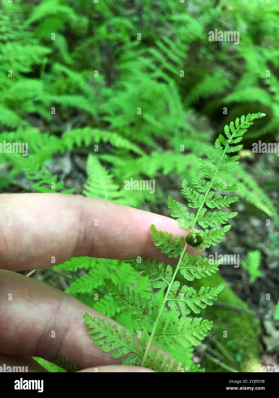 Cystopteris bulbifera hi-res stock photography and images - Alamy