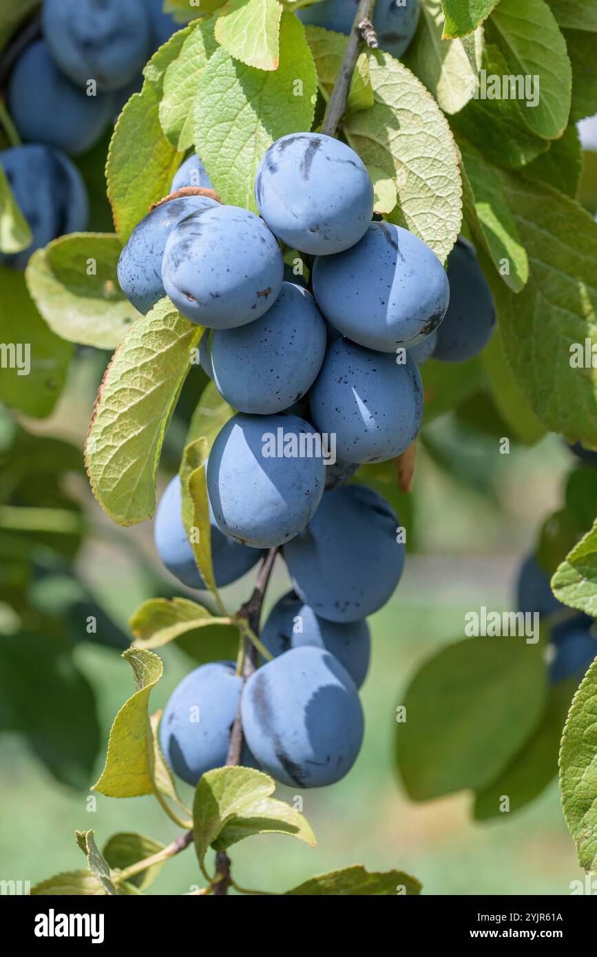 Zwetschge, Zwetsche Prunus domestica Topfive, Prune Prunus domestica ...