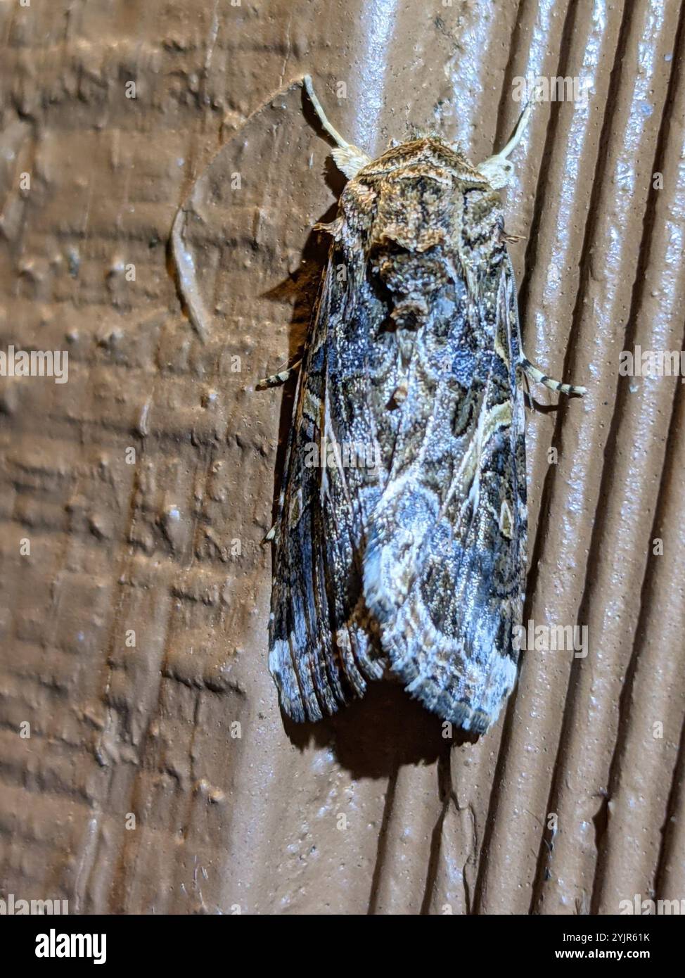 Yellow-striped Armyworm Moth (Spodoptera ornithogalli Stock Photo - Alamy