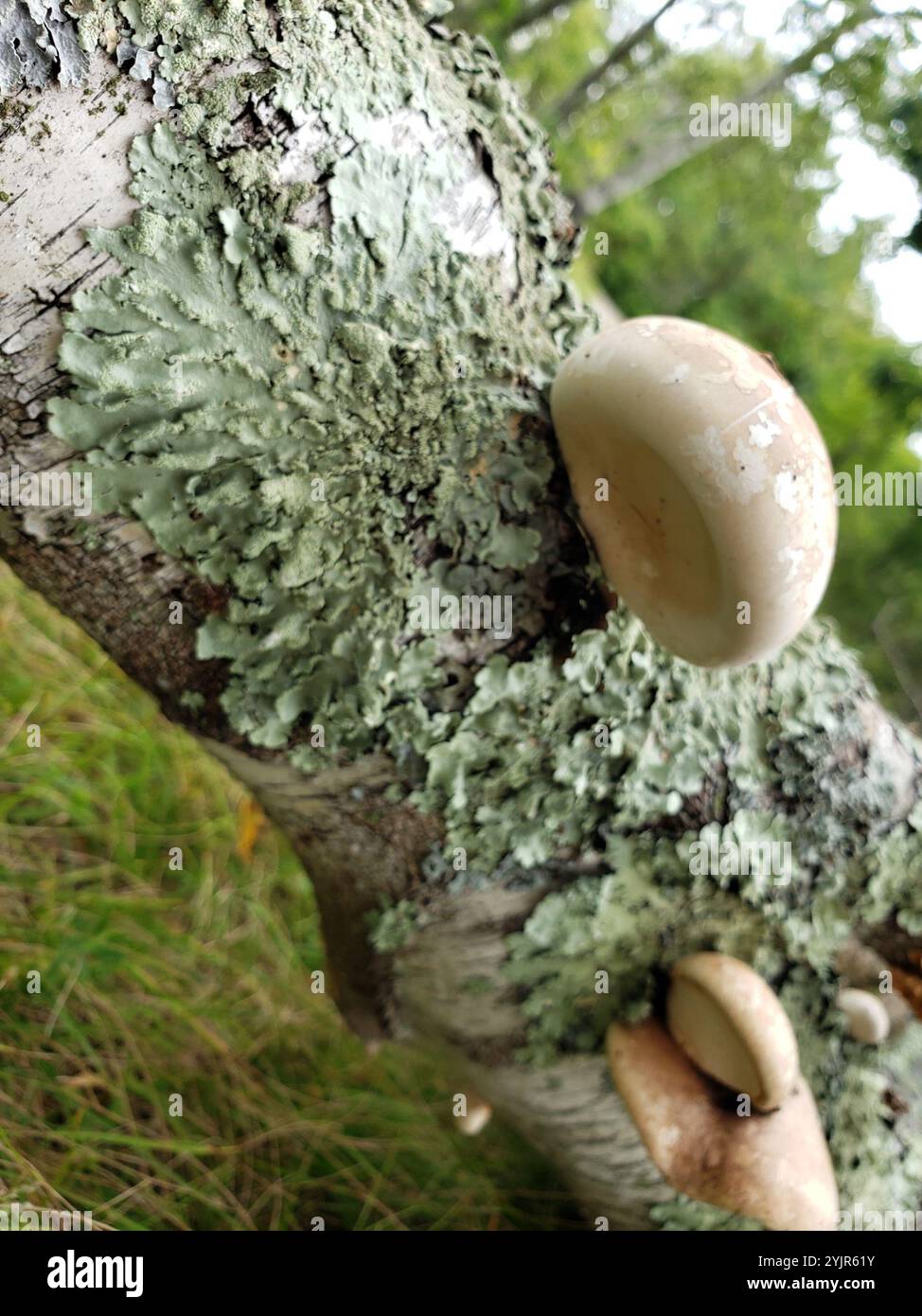 birch polypore (Fomitopsis betulina Stock Photo - Alamy