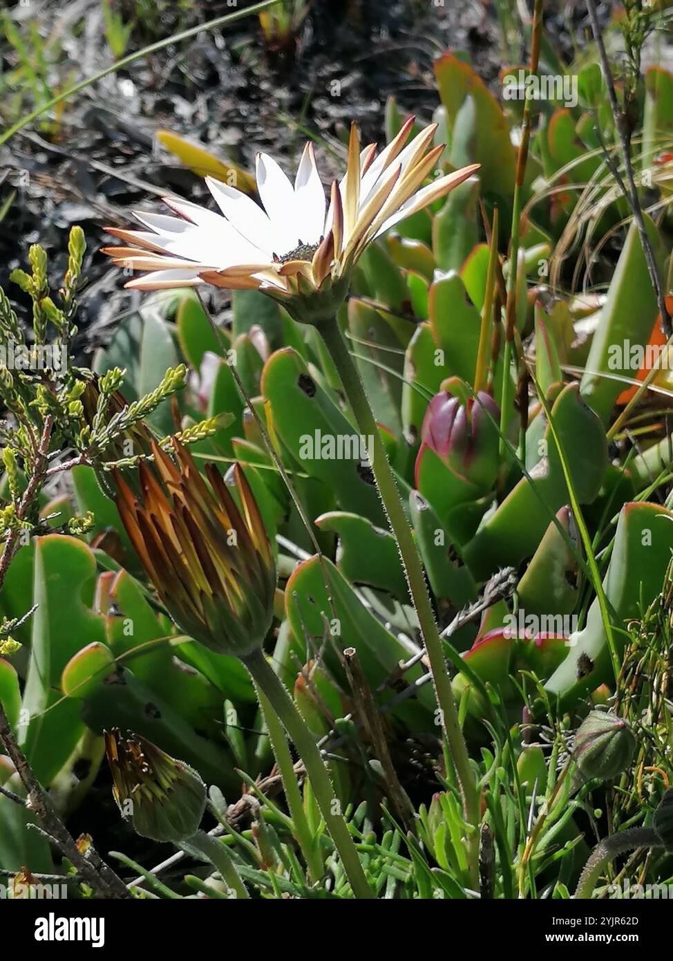 African oxeye (Dimorphotheca nudicaulis Stock Photo - Alamy
