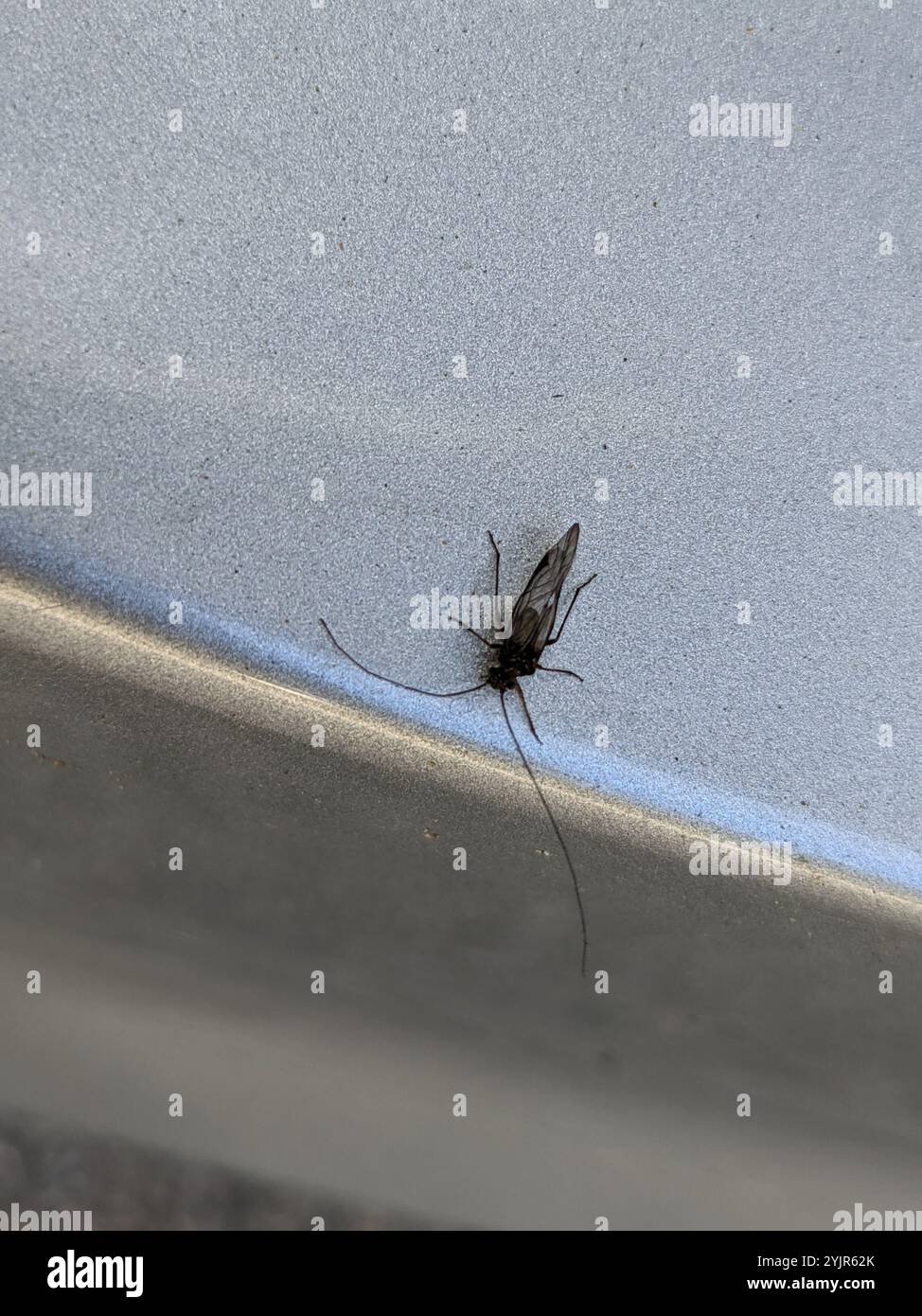 Common Barklice (Psocidae Stock Photo - Alamy