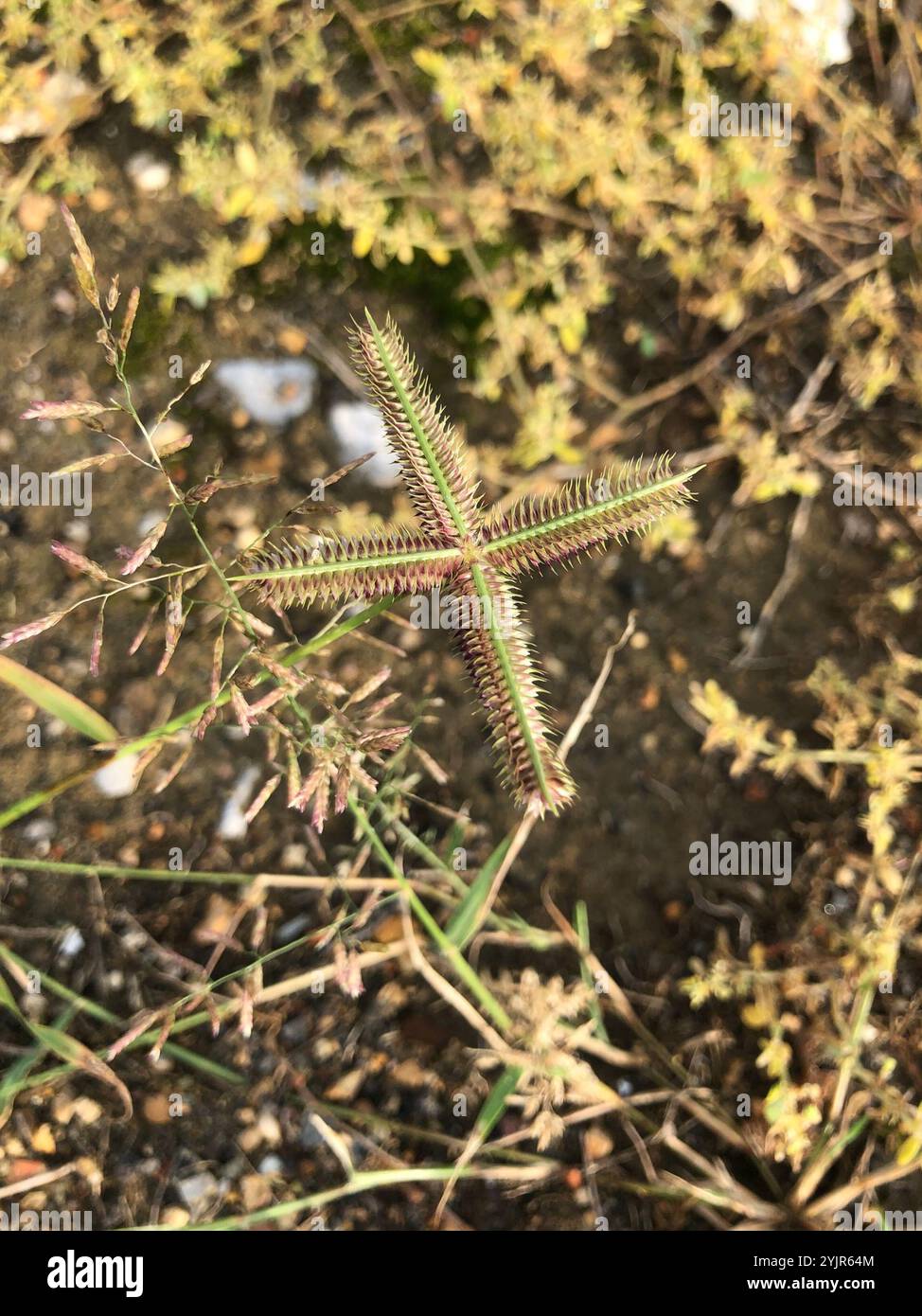 Durban Crowfoot (Dactyloctenium aegyptium Stock Photo - Alamy