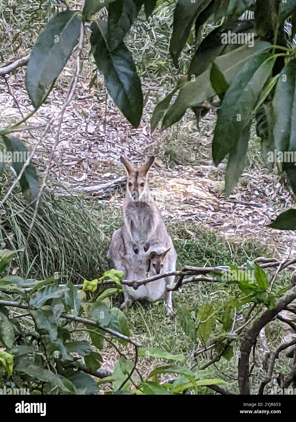 Red-necked Wallaby (Notamacropus rufogriseus Stock Photo - Alamy