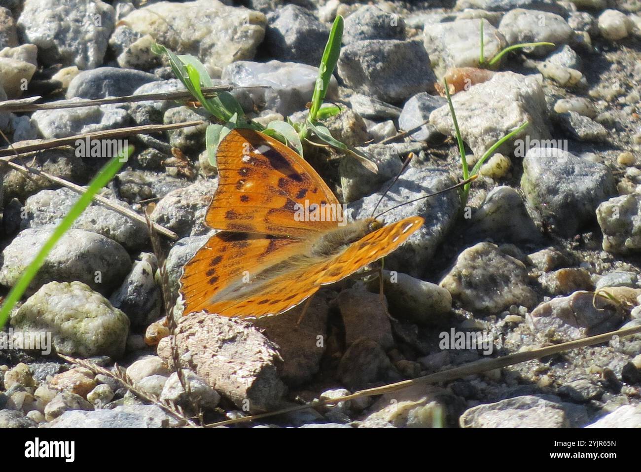 (Apatura ilia clytie Stock Photo - Alamy