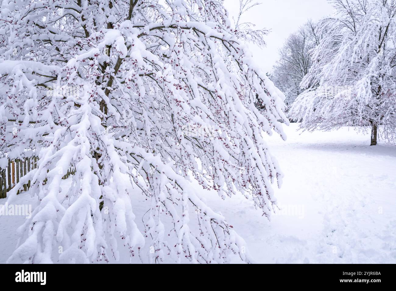 Heavy snow on tree branches and ground Stock Photo - Alamy