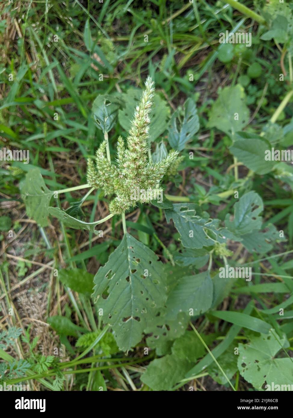 Redroot Amaranth (Amaranthus retroflexus Stock Photo - Alamy