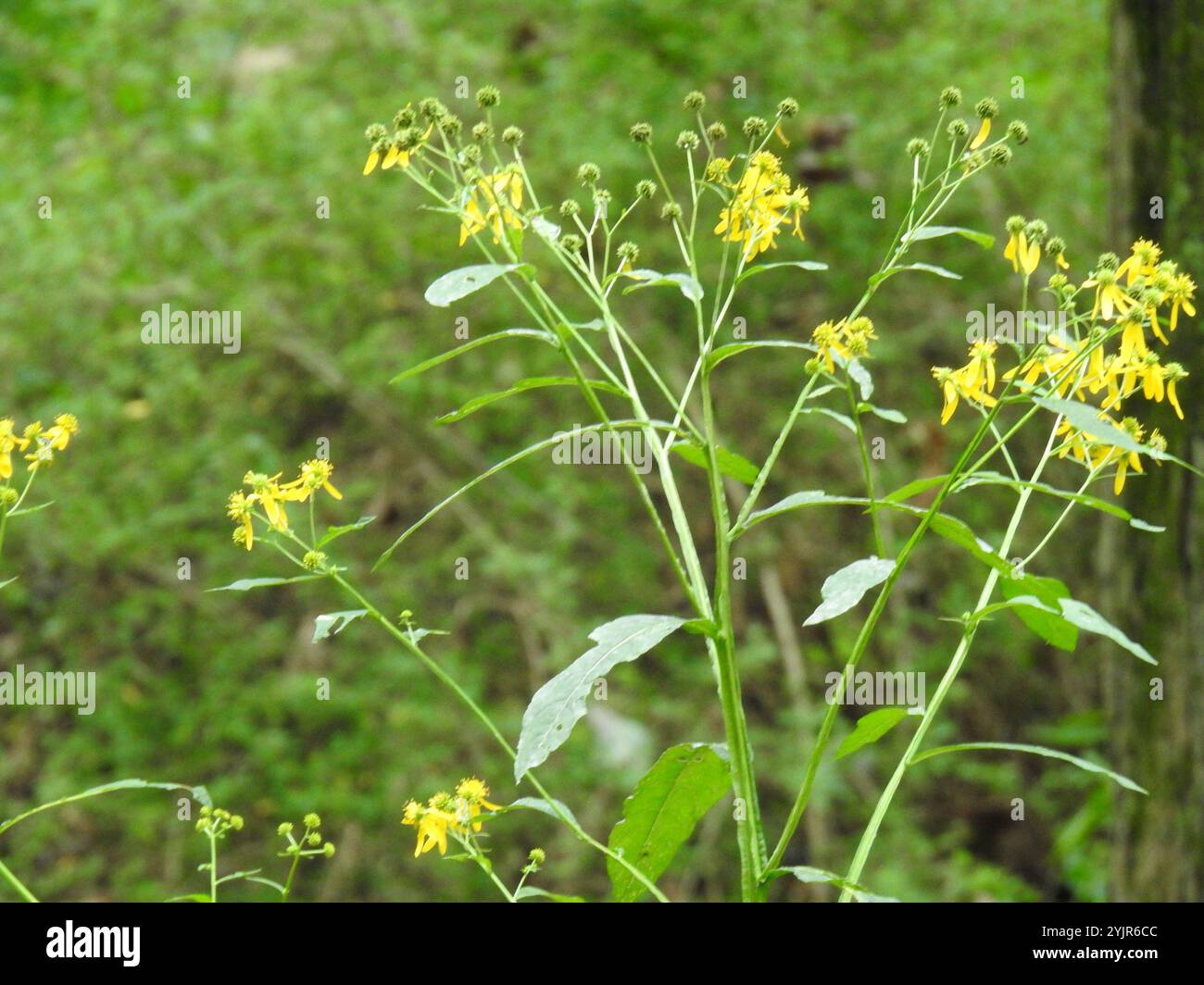 Wingstem (Verbesina alternifolia Stock Photo - Alamy