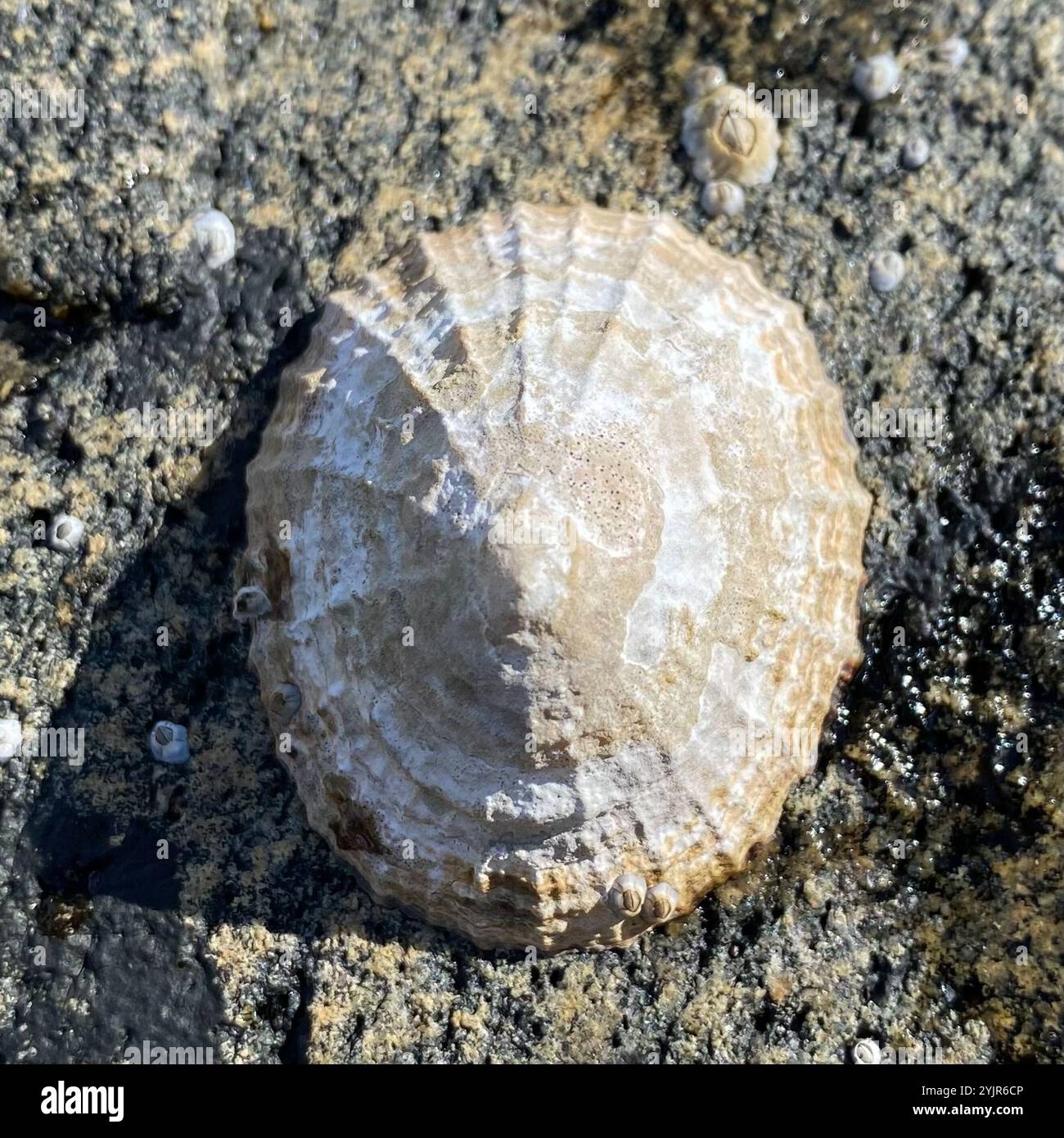 Common European Limpet (Patella vulgata Stock Photo - Alamy