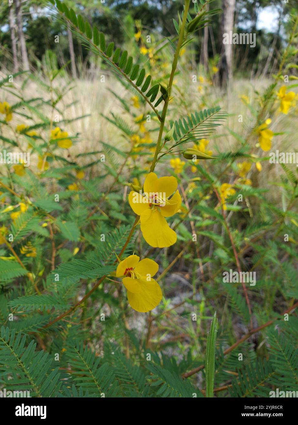 partridge pea (Chamaecrista fasciculata Stock Photo - Alamy