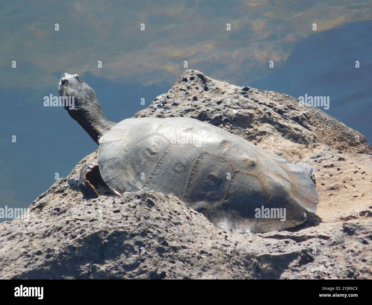 Williams' South-American Side-necked Turtle (Phrynops williamsi Stock ...