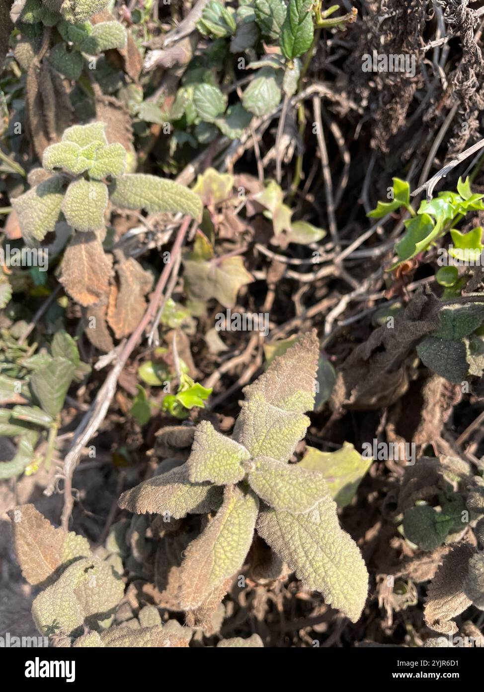 mint family (Lamiaceae Stock Photo - Alamy