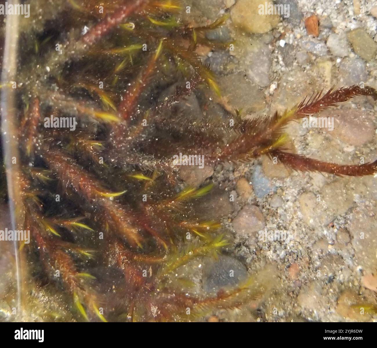 Fontinalis antipyretica willow moss hi-res stock photography and images ...