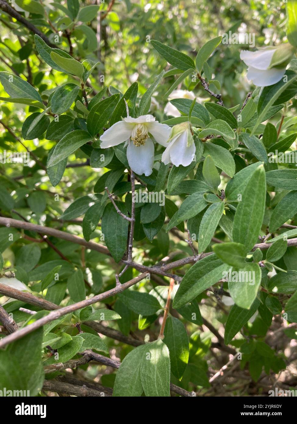 littleleaf mock orange (Philadelphus microphyllus Stock Photo - Alamy