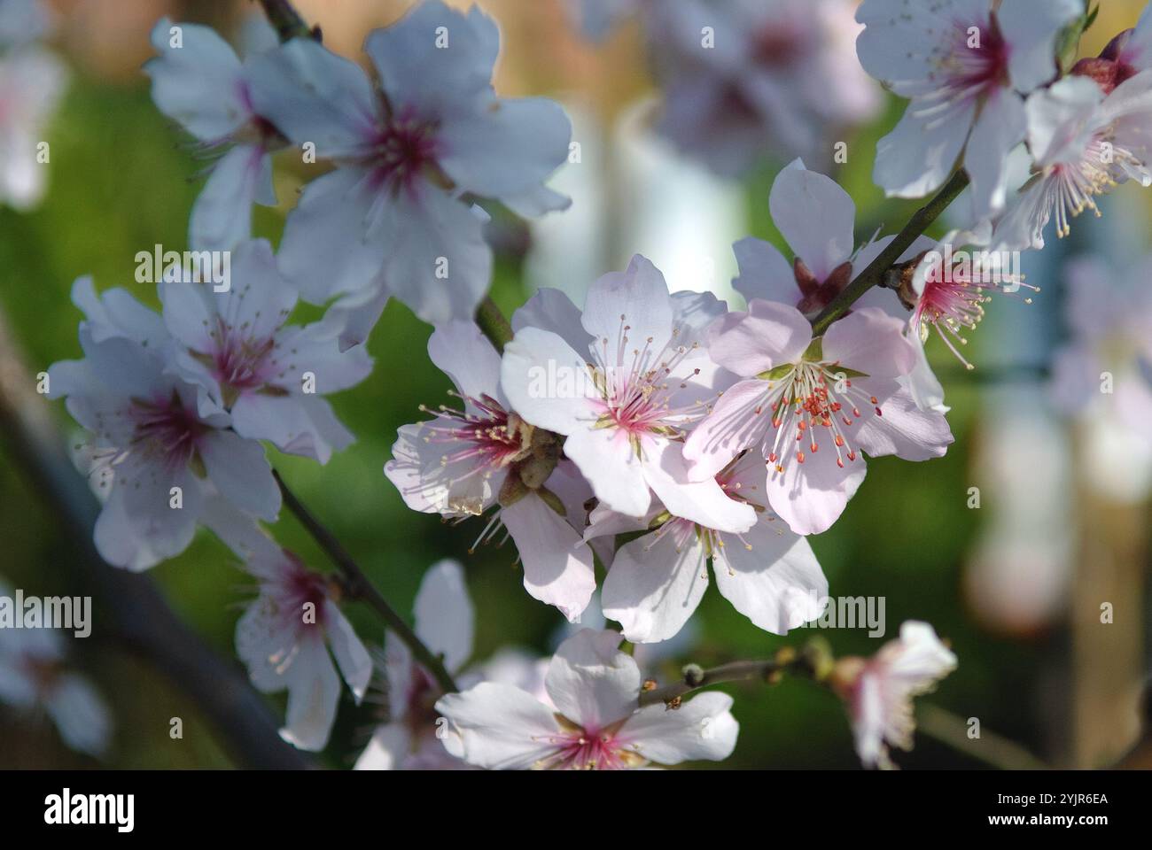 Mandelbluete Prunus dulcis, Almond blossom Prunus dulcis Stock Photo ...