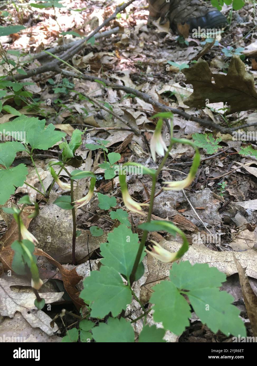 three birds orchid (Triphora trianthophoros Stock Photo - Alamy