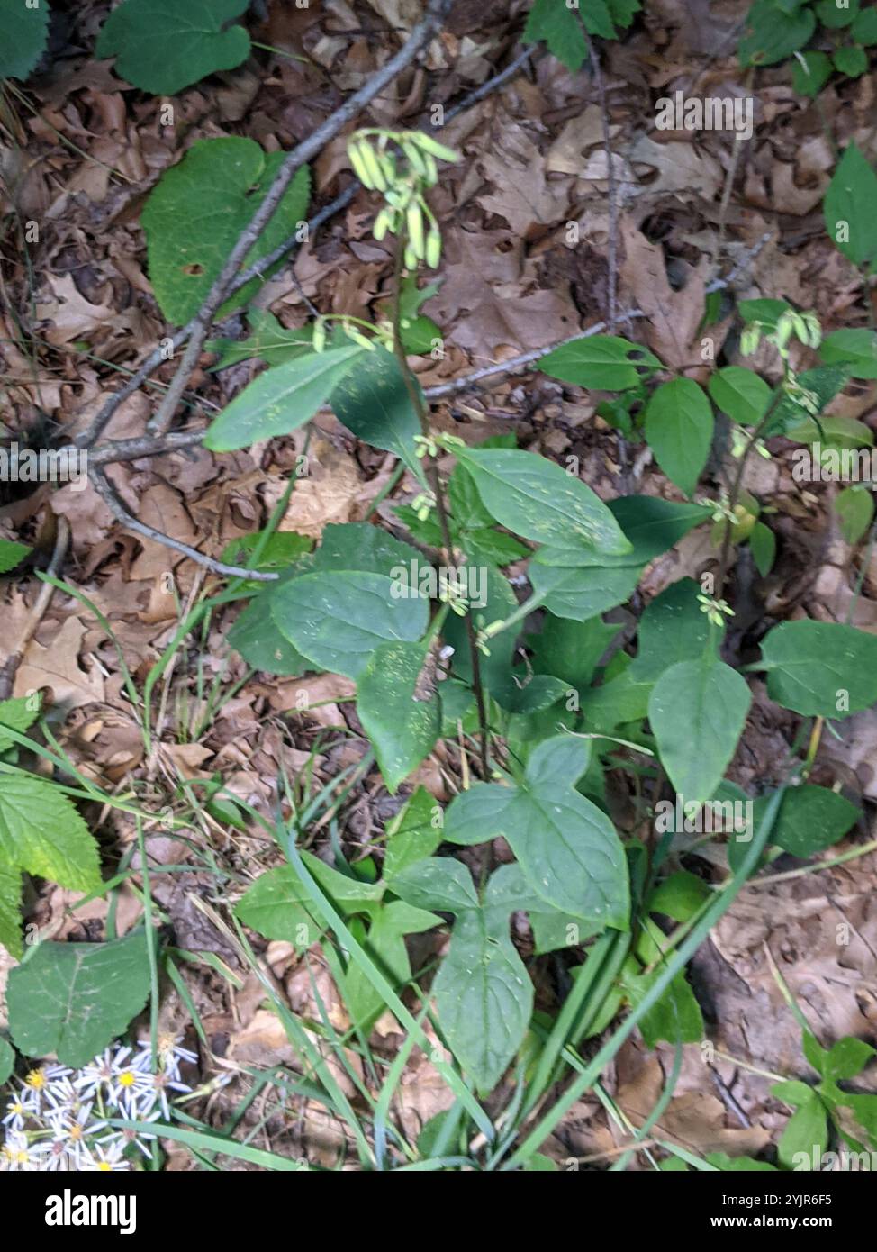 tall rattlesnake root (Nabalus altissimus Stock Photo - Alamy