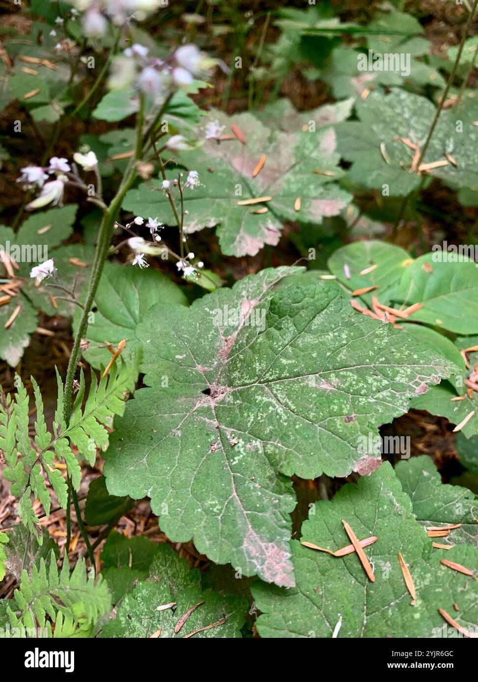 Oneleaf Foamflower (Tiarella trifoliata unifoliata Stock Photo - Alamy