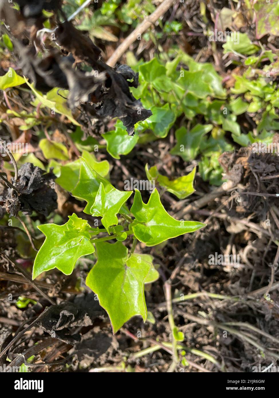 Cape-ivy (Delairea odorata Stock Photo - Alamy