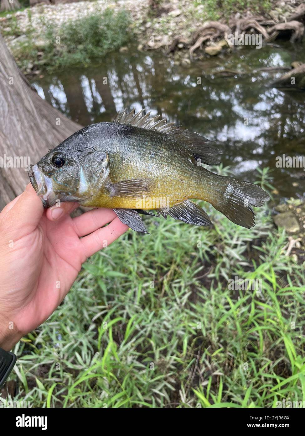 Green sunfish lepomis cyanellus hi-res stock photography and images - Alamy