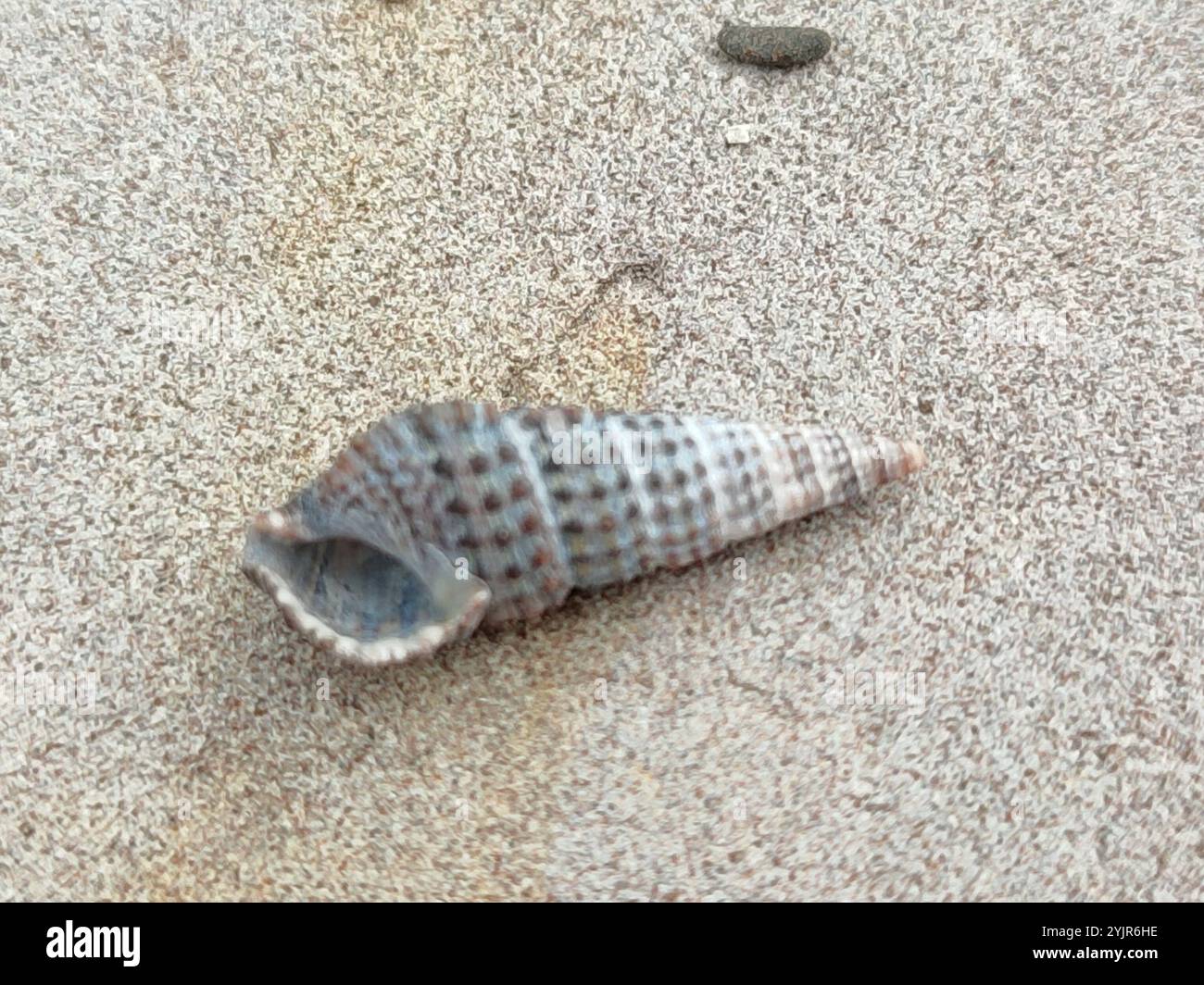 Cerith Snails (Cerithiidae Stock Photo - Alamy