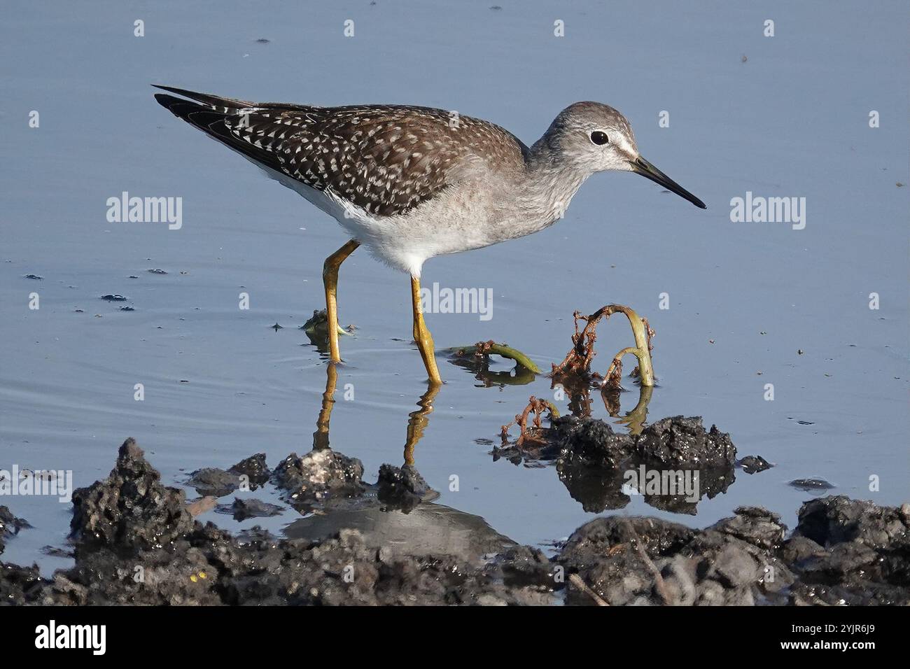 Lesser Yellowlegs (Tringa flavipes Stock Photo - Alamy