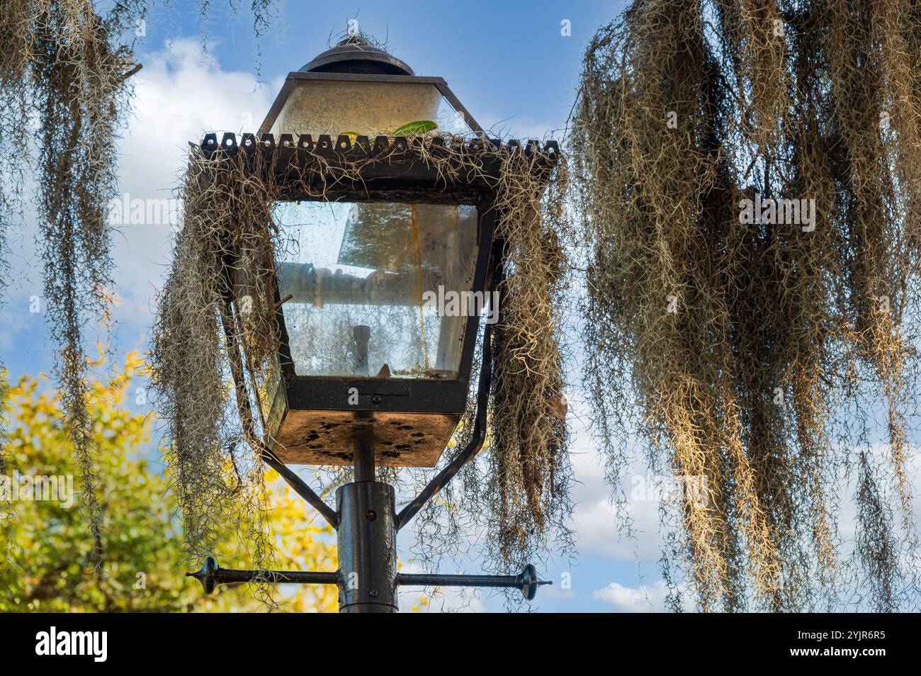 Spanish moss grows on everything in the American South. This street ...