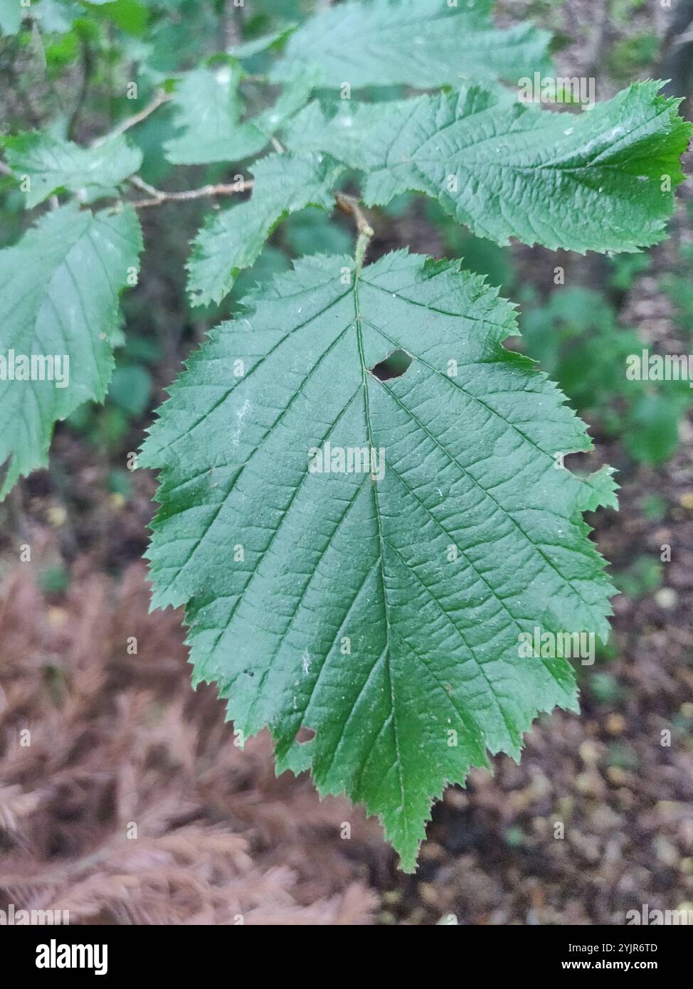 common hazel (Corylus avellana Stock Photo - Alamy