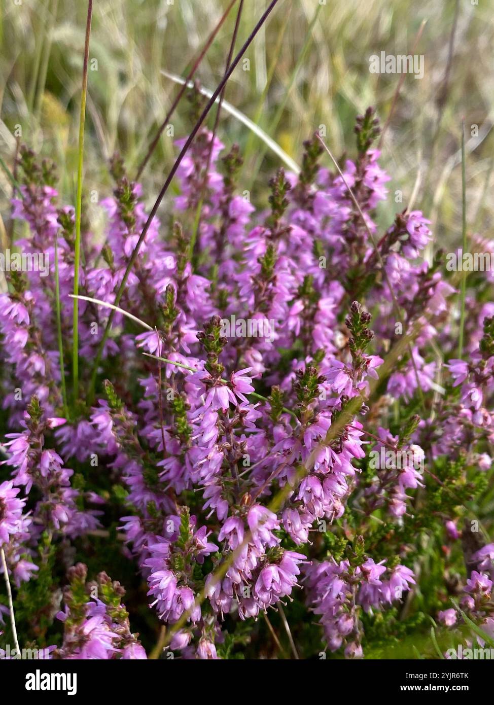 common heather (Calluna vulgaris Stock Photo - Alamy